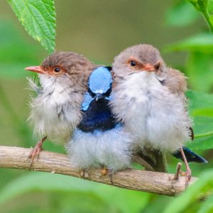 Superb Fairy-wren (Male & Females) | DPReview Forums
