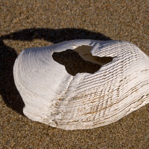 mollusca | DPReview Forums