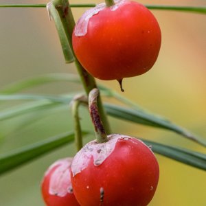 asparagus-family | DPReview Forums