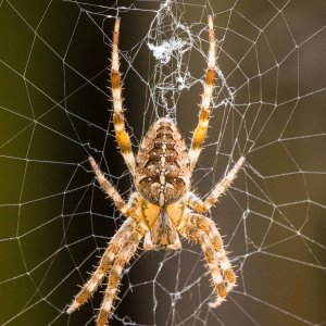spiders | DPReview Forums
