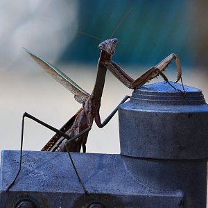 faa8a | DPReview Forums