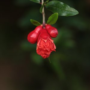 pomegranate | DPReview Forums