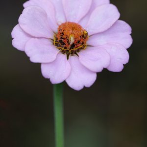 s5diopter | DPReview Forums