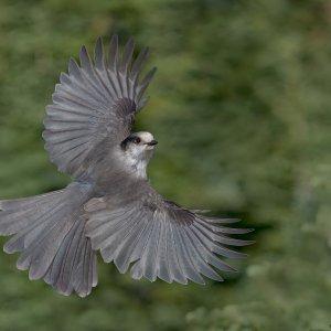 CanadaJay-ROY-A1-3701 | DPReview Forums