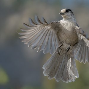 CanadaJay-ROY-A1-9735 | DPReview Forums