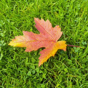 Autumn Leaf | DPReview Forums