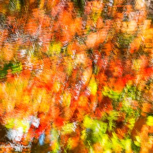 Fall Colors Series | DPReview Forums