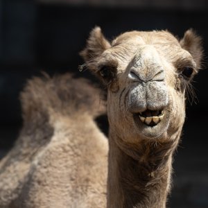 lv-1264 | DPReview Forums