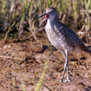 willet | DPReview Forums