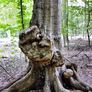 forest--trees | DPReview Forums