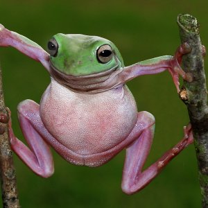Frogs - Modesty Be Gone | DPReview Forums