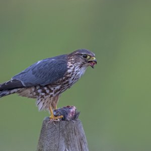 Merlin-ROY-A1-3317 | DPReview Forums