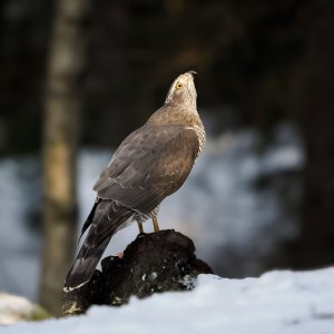 om-1 | DPReview Forums