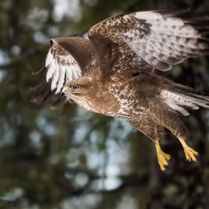 om-system | DPReview Forums