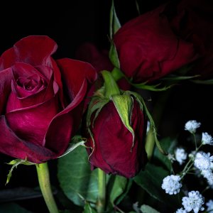 macro-photography | DPReview Forums