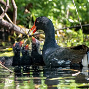 Feeding Time | DPReview Forums