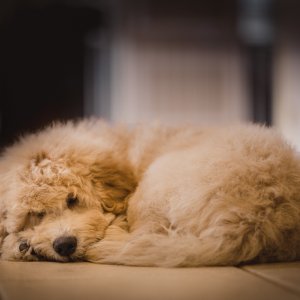 murphy | DPReview Forums