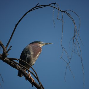 Green Heron | DPReview Forums