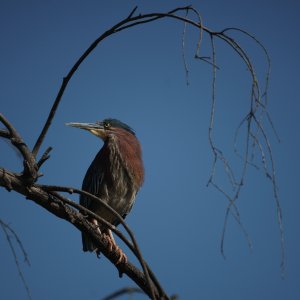 Green Heron | DPReview Forums