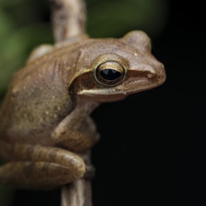 tree-frog | DPReview Forums