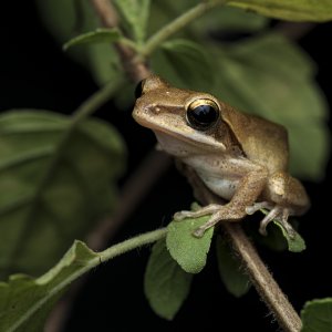 tree-frog | DPReview Forums