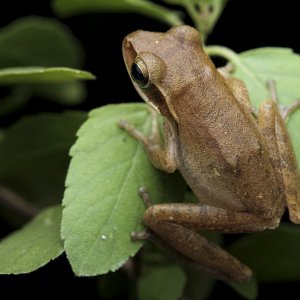 tree-frog | DPReview Forums