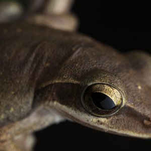 tree-frog | DPReview Forums