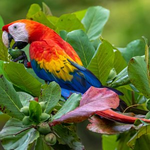 lapa-roja | DPReview Forums