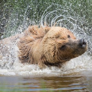 Shake it off | DPReview Forums