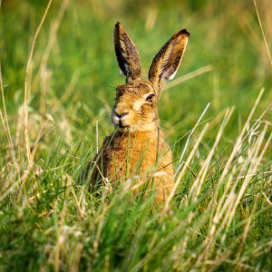 hare | DPReview Forums
