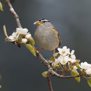 White-crowned Sparrow | DPReview Forums