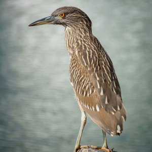 Black-Crowned Night-Heron | DPReview Forums