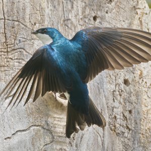Tree Swallow | DPReview Forums