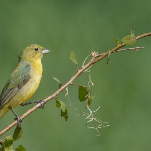 Painted-Bunting-A1_ROY-2239 | DPReview Forums