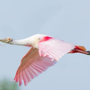 Roseatte-Spoonbill-A1_ROY-0083 | DPReview Forums