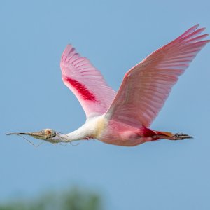 Roseatte-Spoonbill-A1_ROY-0083 | DPReview Forums