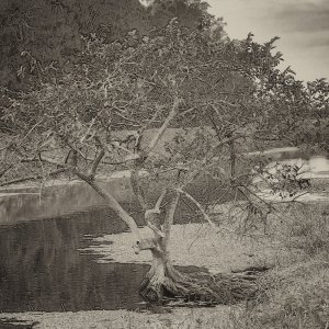 tree-figure | DPReview Forums