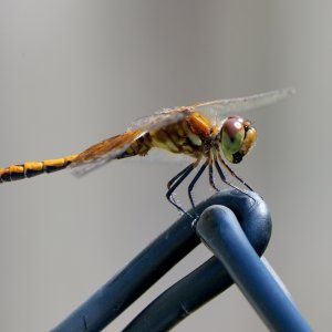 Ab 069 | DPReview Forums