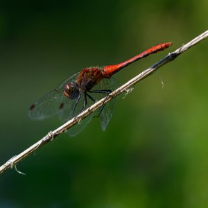 GBS-Het Broek-Dragonflies-20220801-0054 | DPReview Forums