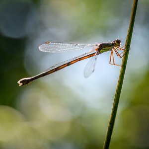 GBS-Het Broek-Dragonflies-20220801-0054 | DPReview Forums