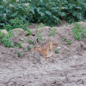 hares | DPReview Forums