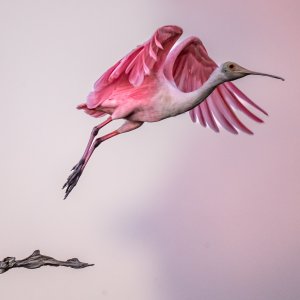 green cay sep 20 2022 625543x | DPReview Forums