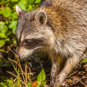 carnivores | DPReview Forums