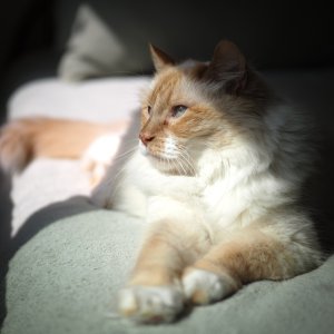 lotus | DPReview Forums