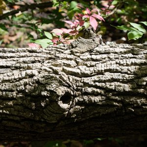 Trunk- | DPReview Forums