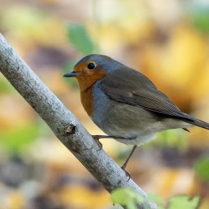 om-1 | DPReview Forums