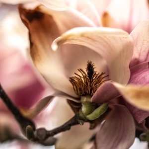 spring-2021 | DPReview Forums