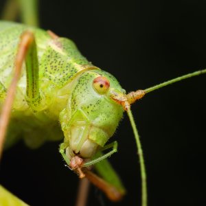 grasshoppers | DPReview Forums