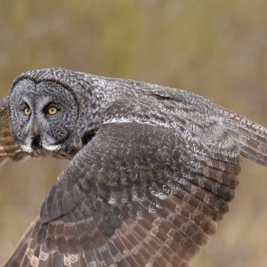 _2143074_cover | DPReview Forums