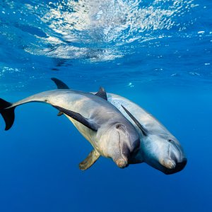 red-sea-im2022 | DPReview Forums